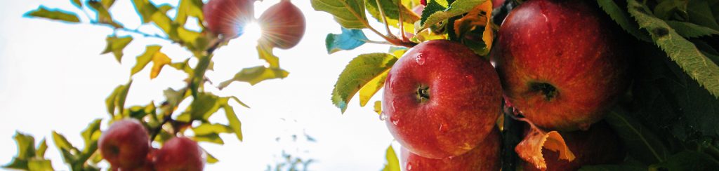 Sustainability – Foodnet