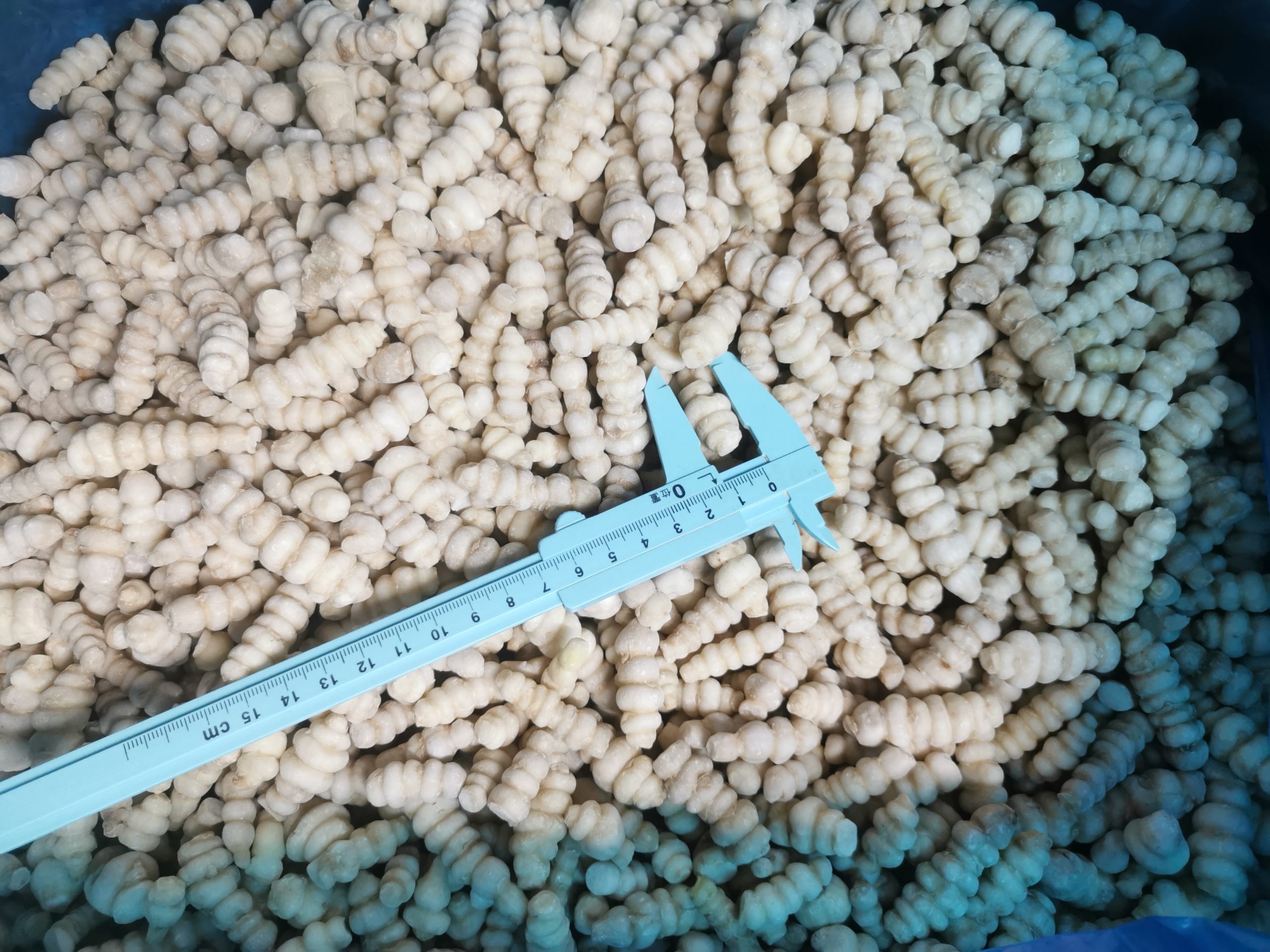 IQF Crosnes – Foodnet