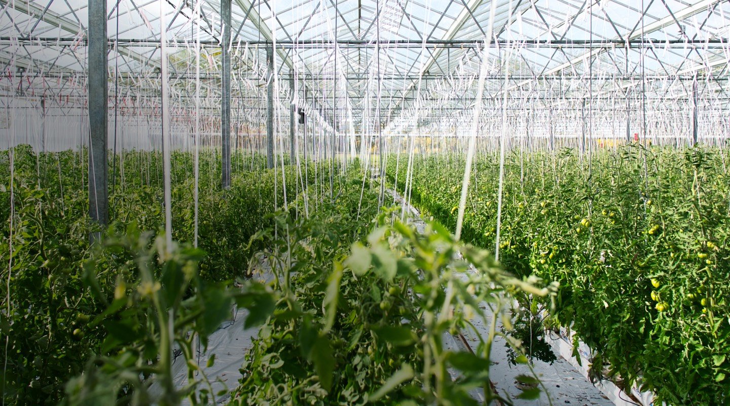 Foodnet – Global #1 fresh to frozen b2b supplier